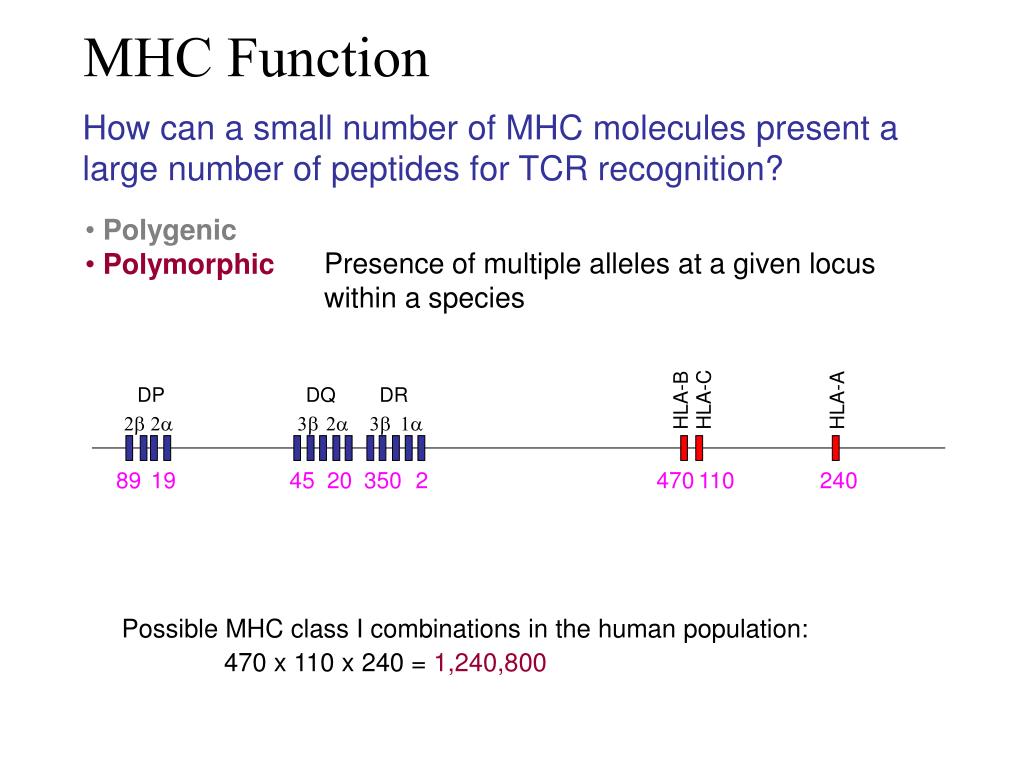 PPT - Introduction to Immunology PowerPoint Presentation, free download ...