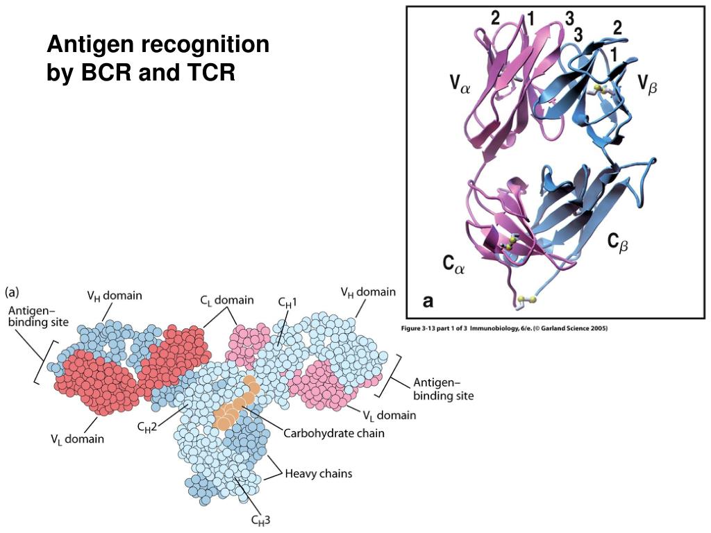 PPT - Introduction to Immunology PowerPoint Presentation, free download ...