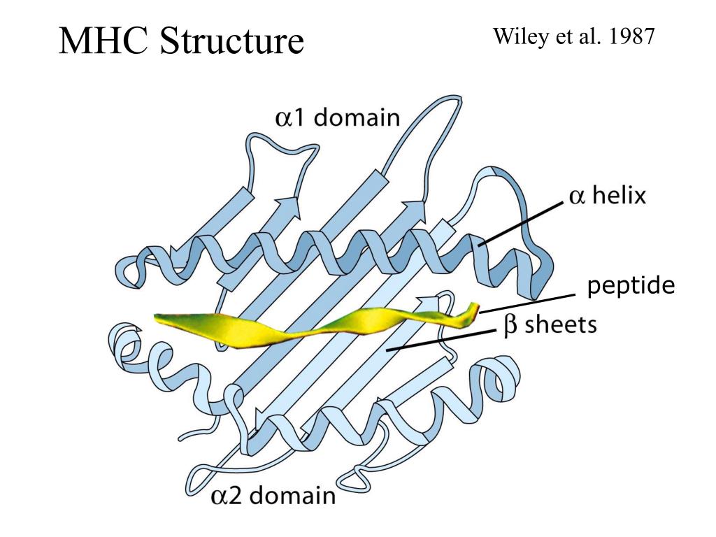 PPT - Introduction to Immunology PowerPoint Presentation, free download ...