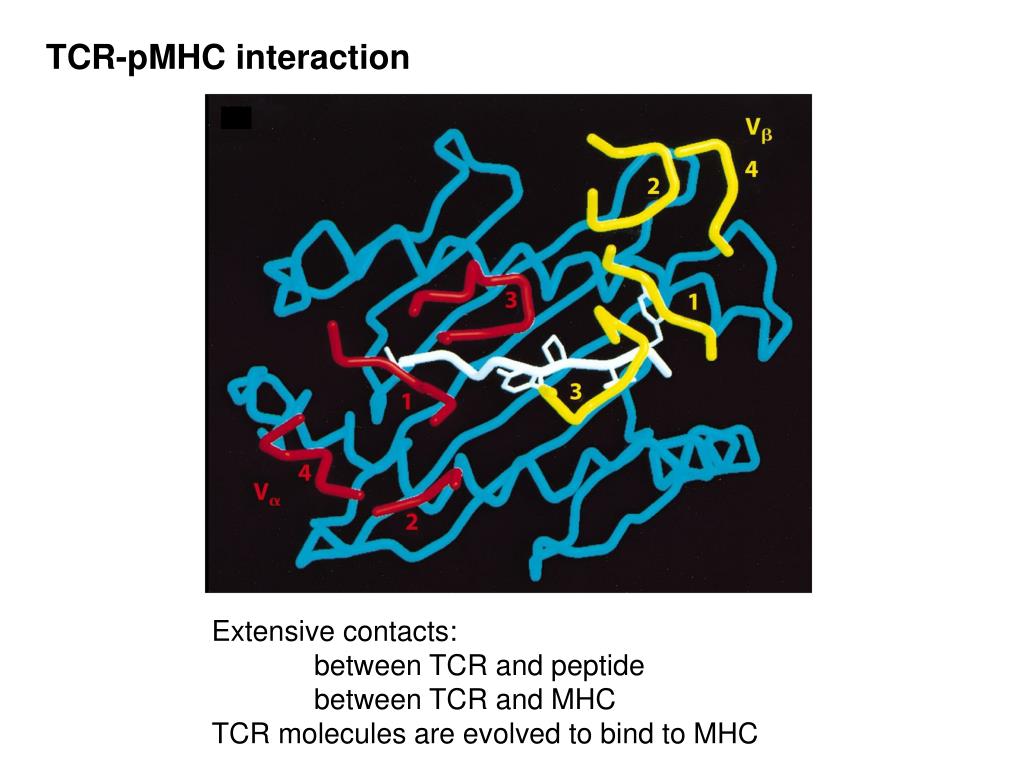 PPT - Introduction to Immunology PowerPoint Presentation, free download ...