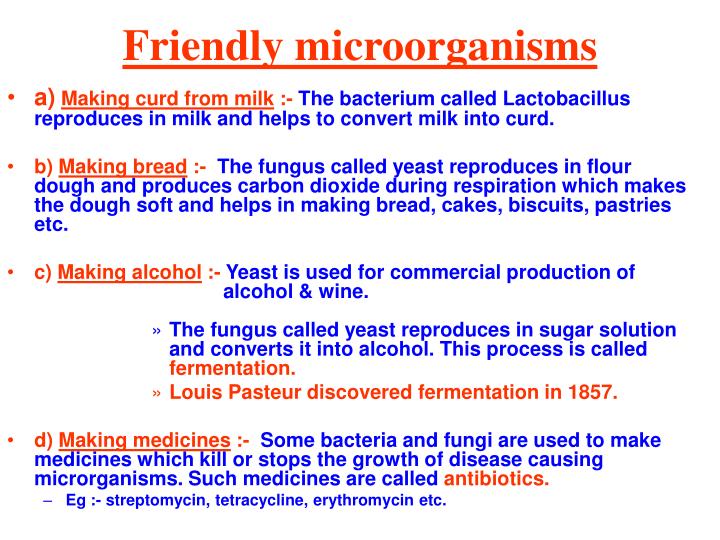 PPT - CHAPTER - 2 MICROORGANISMS : FRIEND AND FOE PowerPoint ...