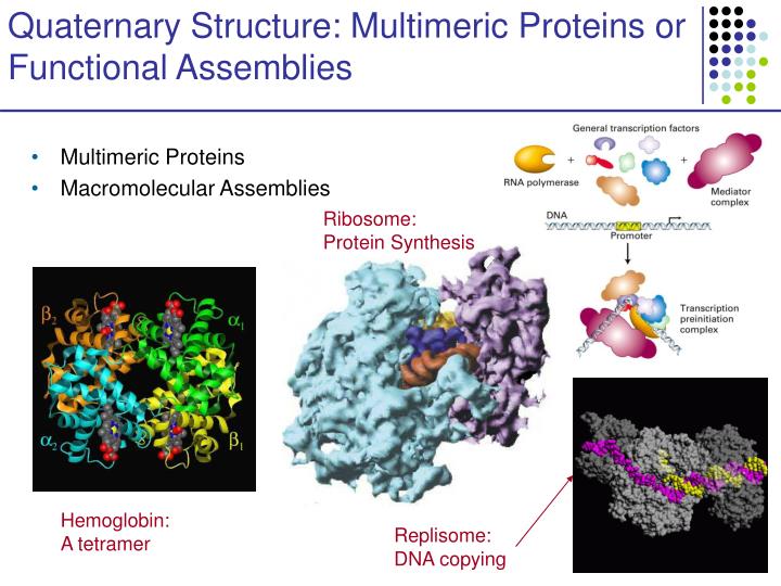 PPT - Protein Structural Prediction PowerPoint Presentation - ID:7149