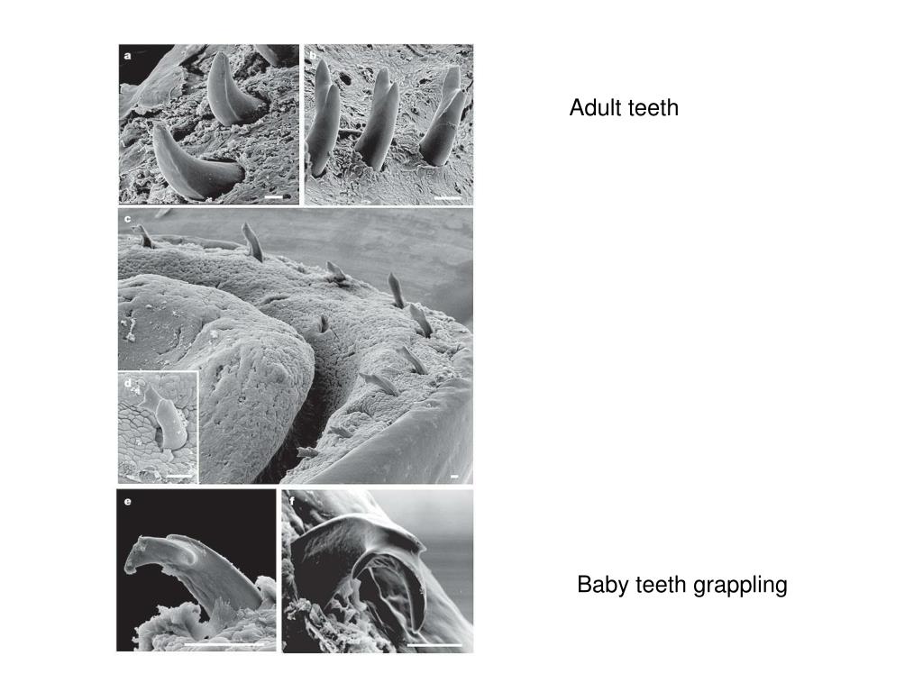 PPT - Modern Amphibians = Lissamphibia PowerPoint Presentation, free ...