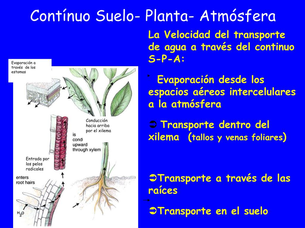 PPT - Tema 4. Mecanismos de Absorción de agua en las plantas PowerPoint ...