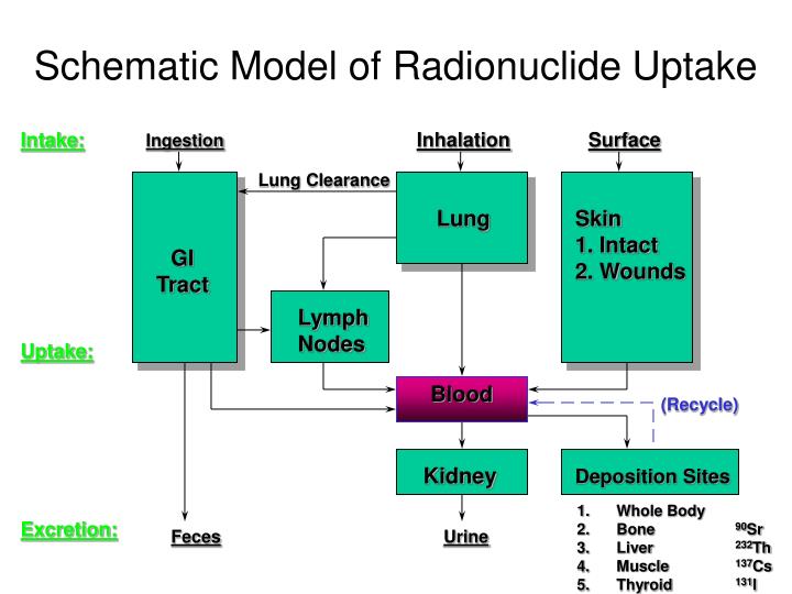 PPT - Studies of impact of ionizing radiation on the human body ...