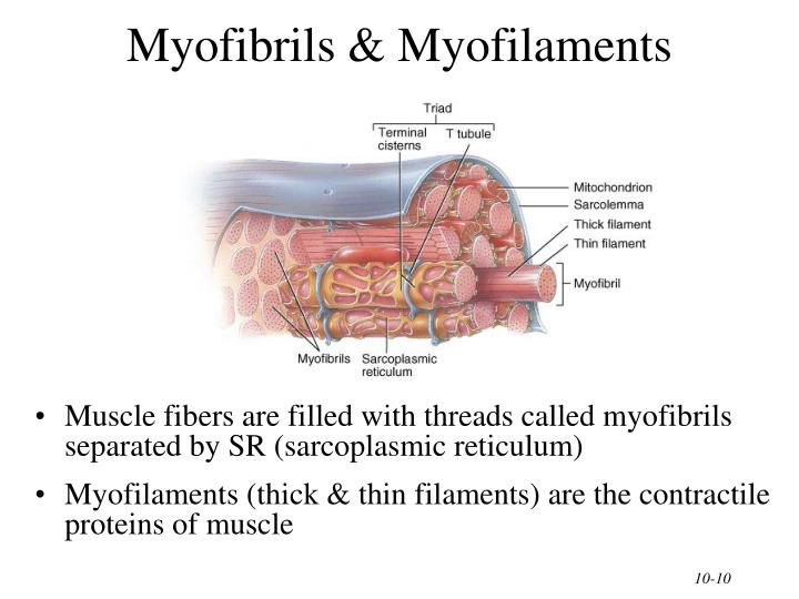 PPT - Chapter 10 Muscular Tissue PowerPoint Presentation - ID:719857