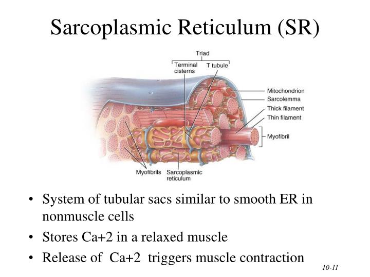 PPT - Chapter 10 Muscular Tissue PowerPoint Presentation - ID:719857