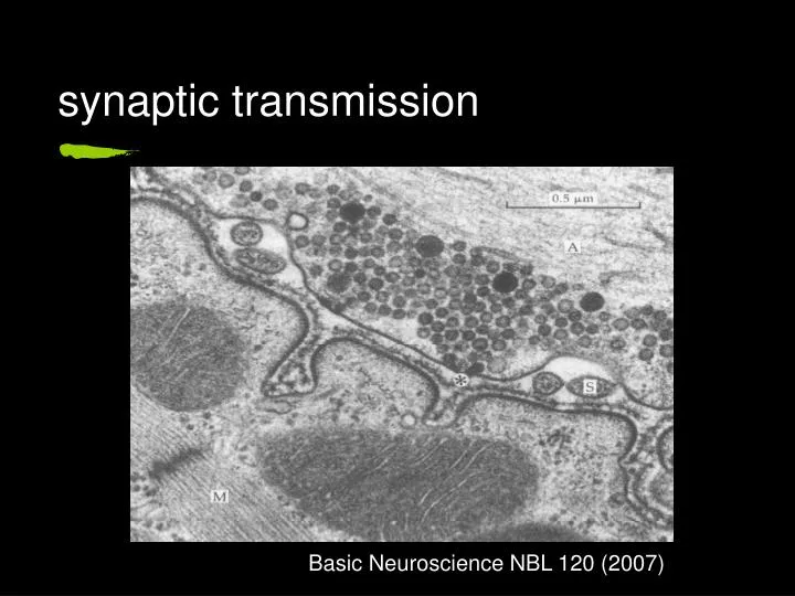 PPT - synaptic transmission PowerPoint Presentation, free download - ID ...