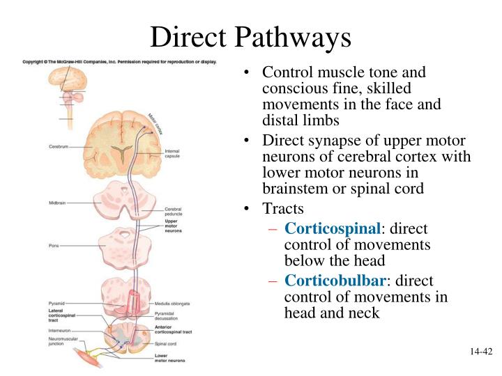 PPT - Spinal Cord and Spinal Nerves PowerPoint Presentation - ID:720313
