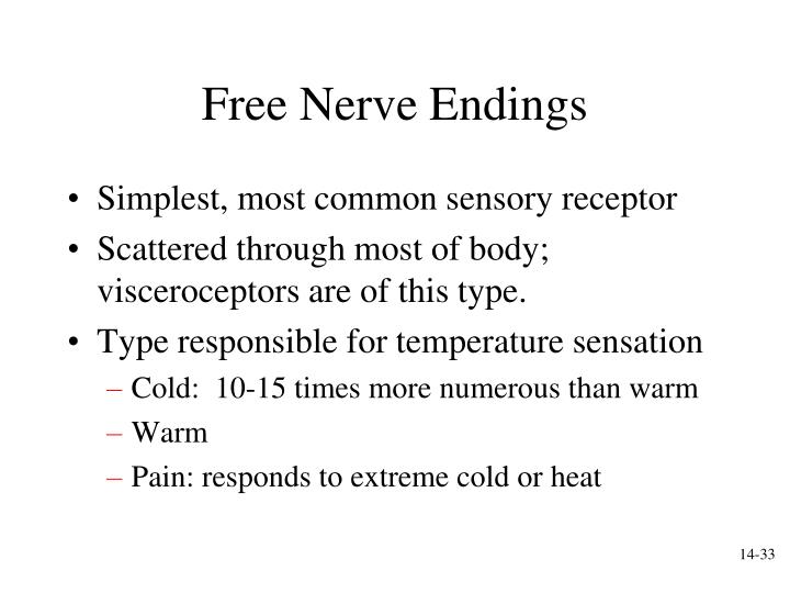 PPT - Spinal Cord and Spinal Nerves PowerPoint Presentation - ID:720313
