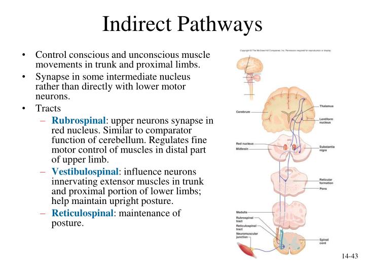 PPT - Spinal Cord and Spinal Nerves PowerPoint Presentation - ID:720313