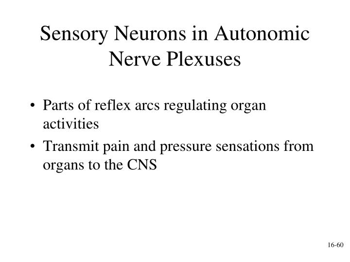 PPT - Spinal Cord and Spinal Nerves PowerPoint Presentation - ID:720313
