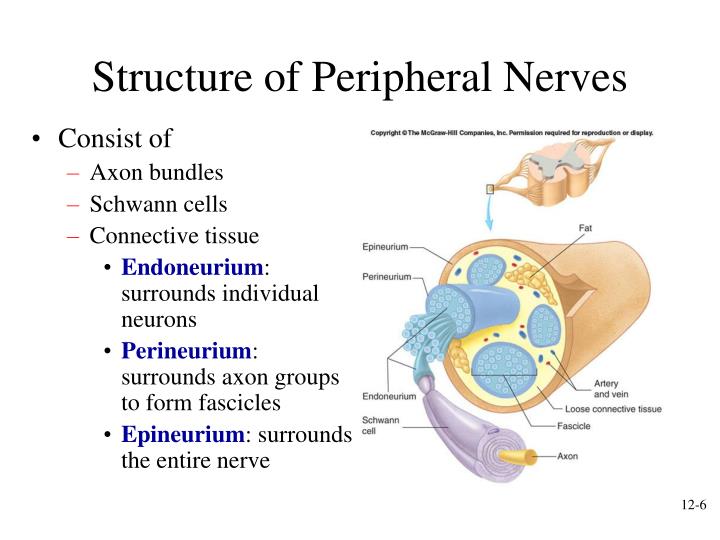 PPT - Spinal Cord and Spinal Nerves PowerPoint Presentation - ID:720313