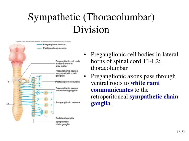 PPT - Spinal Cord and Spinal Nerves PowerPoint Presentation - ID:720313