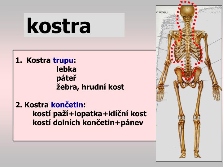PPT - kostra PowerPoint Presentation - ID:720900