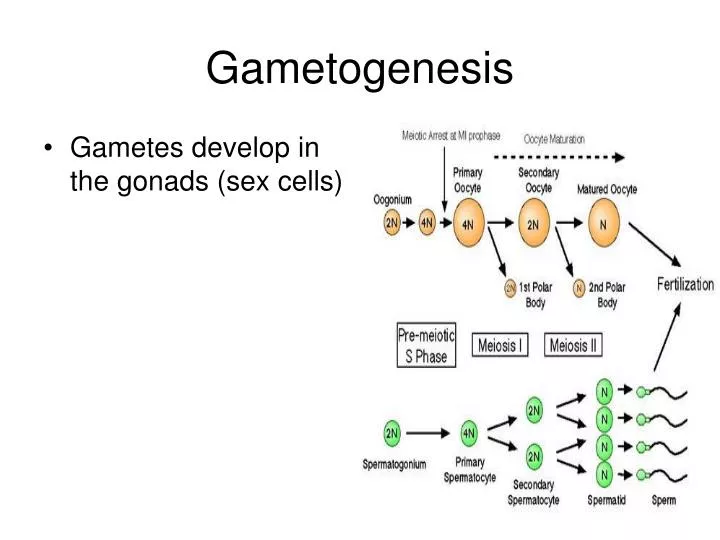 PPT - Gametogenesis PowerPoint Presentation, free download - ID:721166