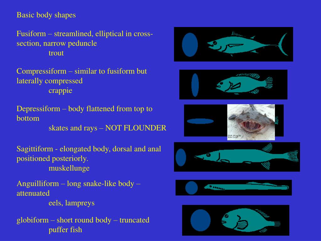 PPT - The shape of fish is dictated by the properties of water and the ...