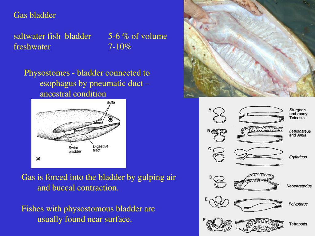 PPT - The shape of fish is dictated by the properties of water and the ...
