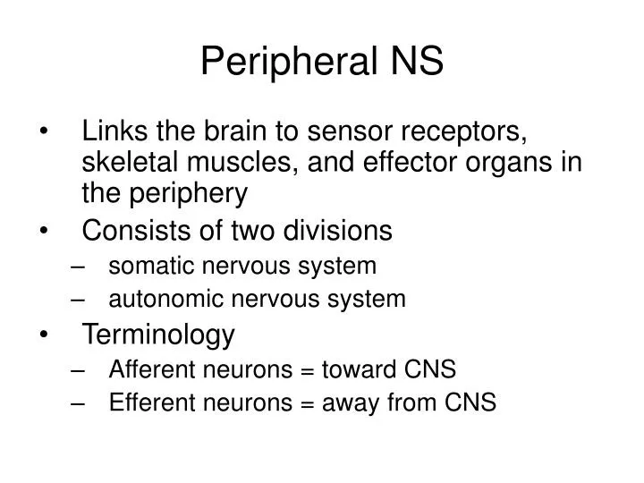 PPT - Peripheral NS PowerPoint Presentation, free download - ID:721542