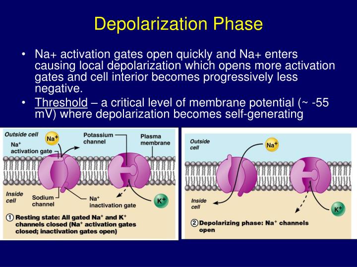 PPT - Neurophysiology PowerPoint Presentation - ID:721948