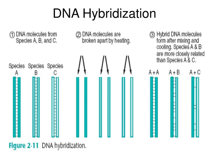 PPT - NYS LAB Relationships and Biodiversity PowerPoint Presentation ...