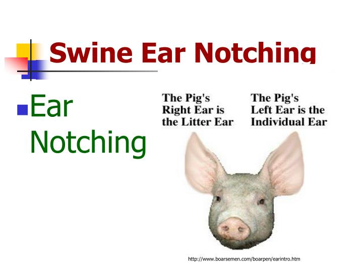 PPT - Swine Ear Notching PowerPoint Presentation - ID:722699