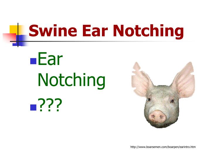PPT - Swine Ear Notching PowerPoint Presentation - ID:722699