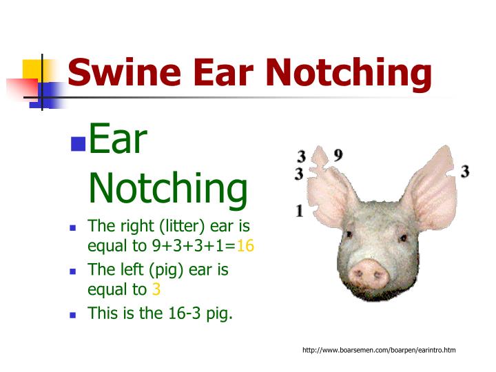 PPT - Swine Ear Notching PowerPoint Presentation - ID:722699