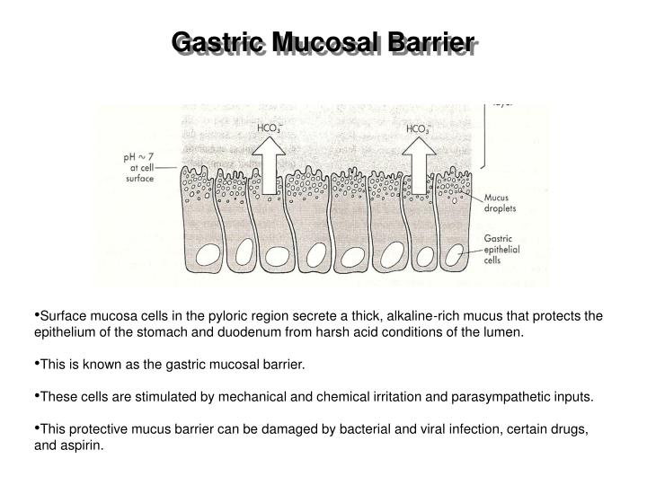 PPT - GASTROINTESTINAL PHARMACOLOGY PowerPoint Presentation - ID:723443