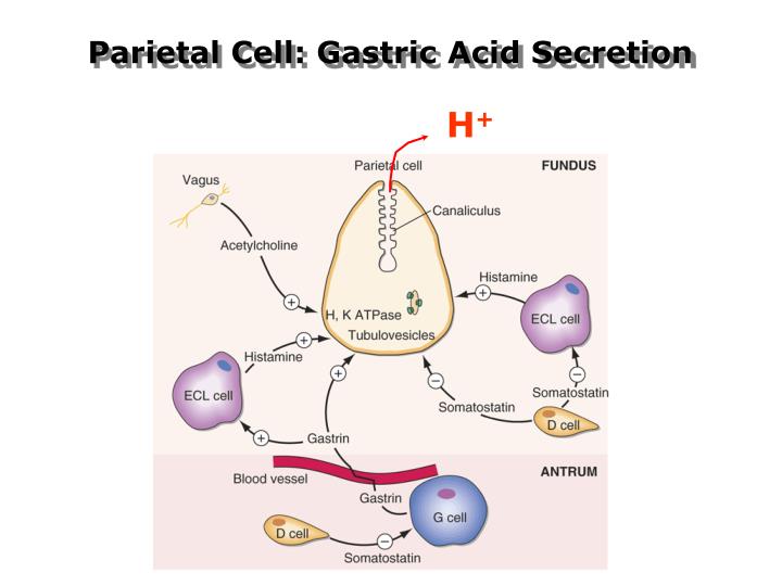 PPT - GASTROINTESTINAL PHARMACOLOGY PowerPoint Presentation - ID:723443