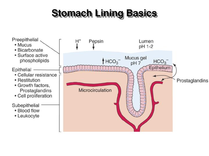 PPT - GASTROINTESTINAL PHARMACOLOGY PowerPoint Presentation - ID:723443