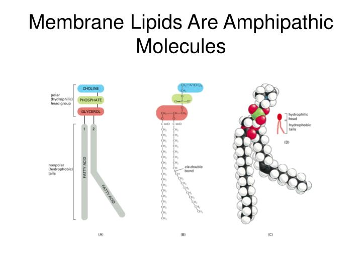 PPT - Cell Membrane PowerPoint Presentation - ID:724824