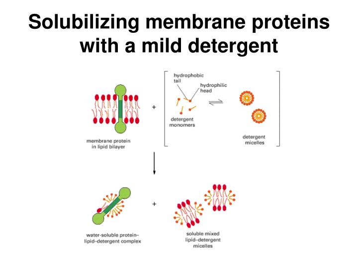 PPT - Cell Membrane PowerPoint Presentation - ID:724824