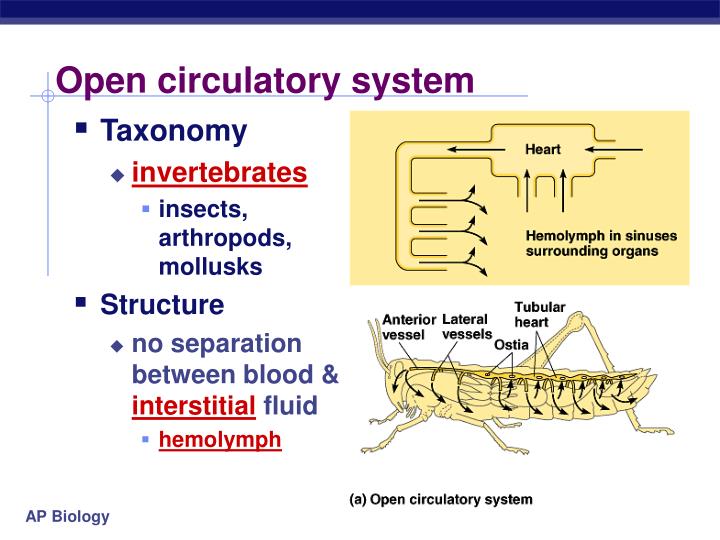 PPT - Circulatory Systems PowerPoint Presentation - ID:725024
