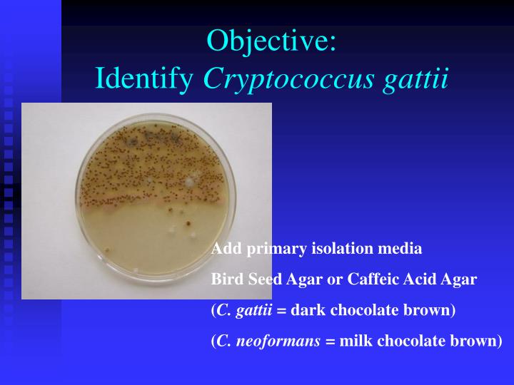 PPT - Meet the new kid on the block Cryptococcus gattii PowerPoint ...