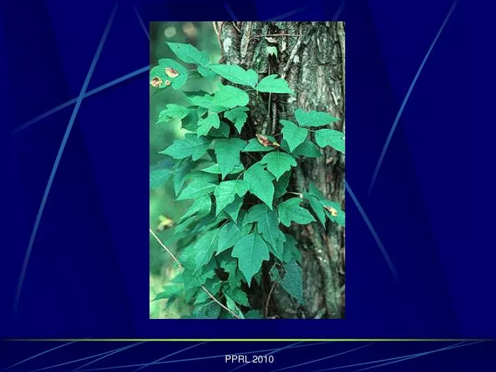 PPT - The Pathophysiology of Poisonous Plant Intoxication PowerPoint ...