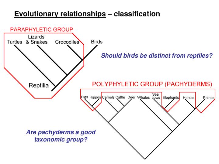PPT - Evolutionary relationships – classification PowerPoint ...
