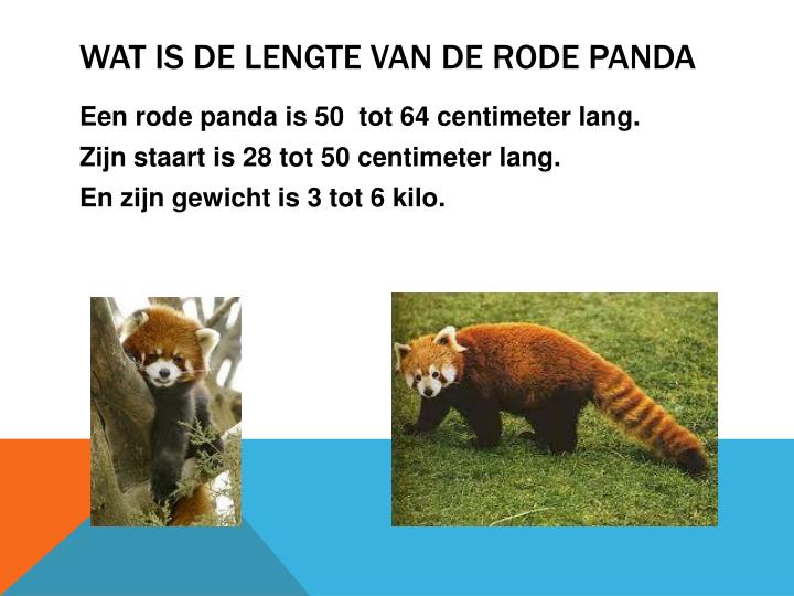 PPT - Rode panda`s PowerPoint Presentation - ID:730051
