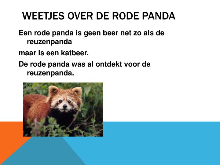 PPT - Rode panda`s PowerPoint Presentation - ID:730051