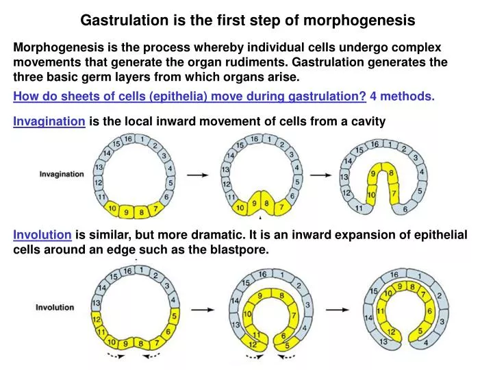 PPT - Gastrulation is the first step of morphogenesis PowerPoint ...