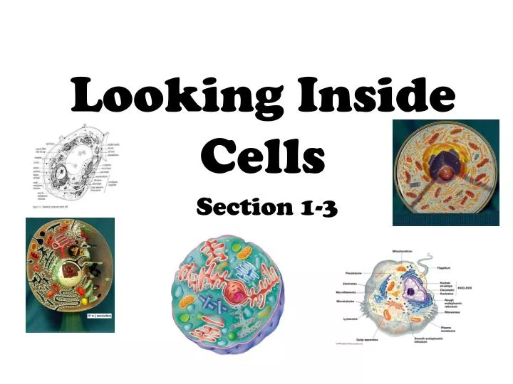 PPT - Looking Inside Cells PowerPoint Presentation, free download - ID ...