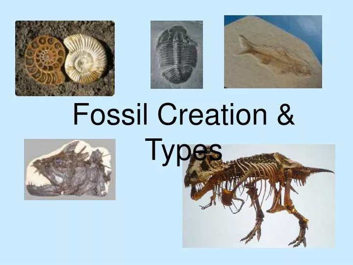 PPT - Fossil Creation & Types PowerPoint Presentation, free download ...