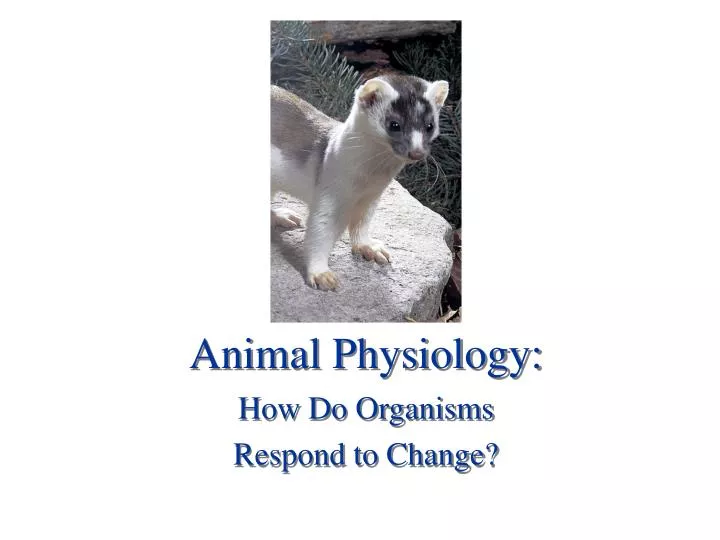 PPT - Animal Physiology: PowerPoint Presentation, free download - ID:733269