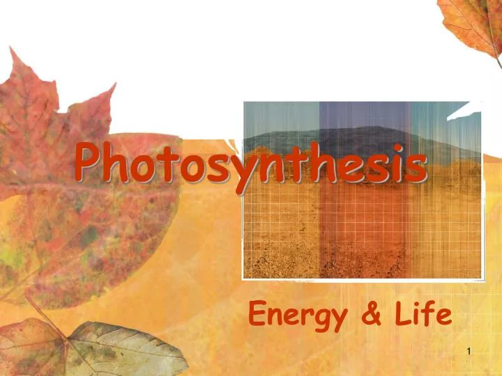 PPT - Photosynthesis PowerPoint Presentation, free download - ID:733531
