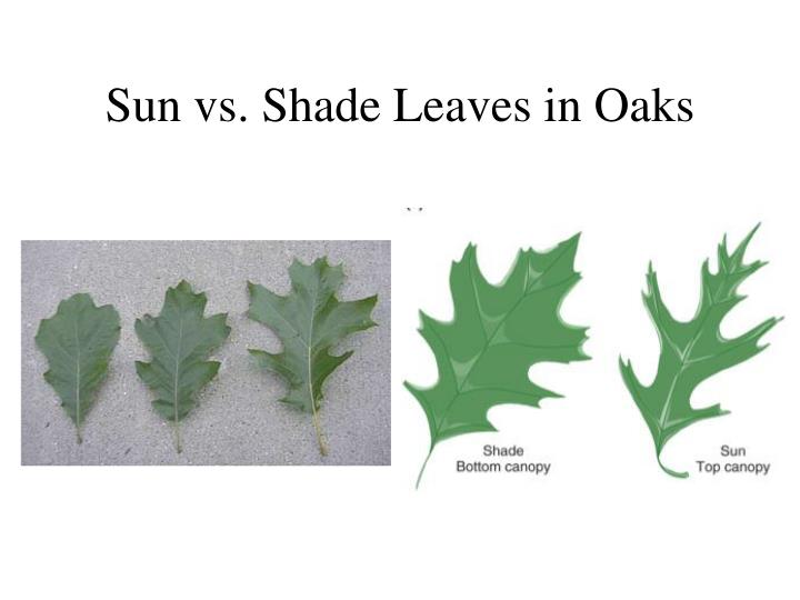 PPT - The Plant Body PowerPoint Presentation - ID:733925