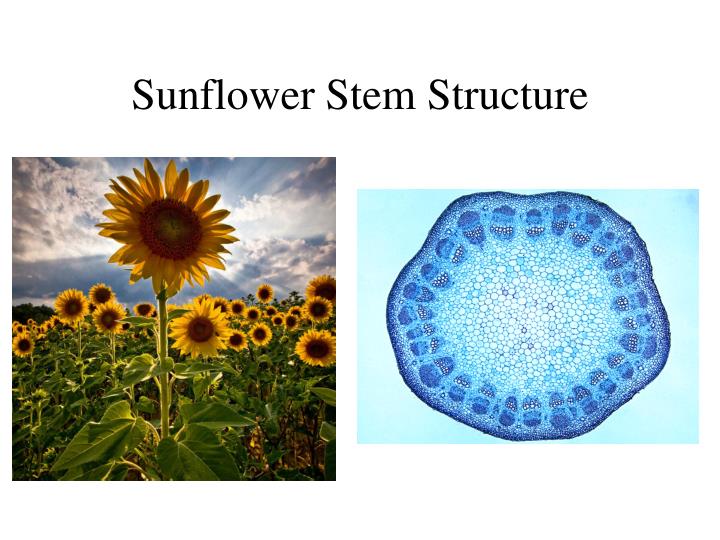 PPT - The Plant Body PowerPoint Presentation - ID:733925