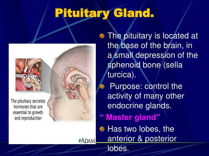 PPT - Pituitary Gland Disorders PowerPoint Presentation - ID:733932