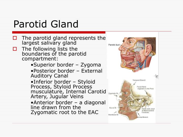 PPT - Salivary Glands Disorders PowerPoint Presentation - ID:734033