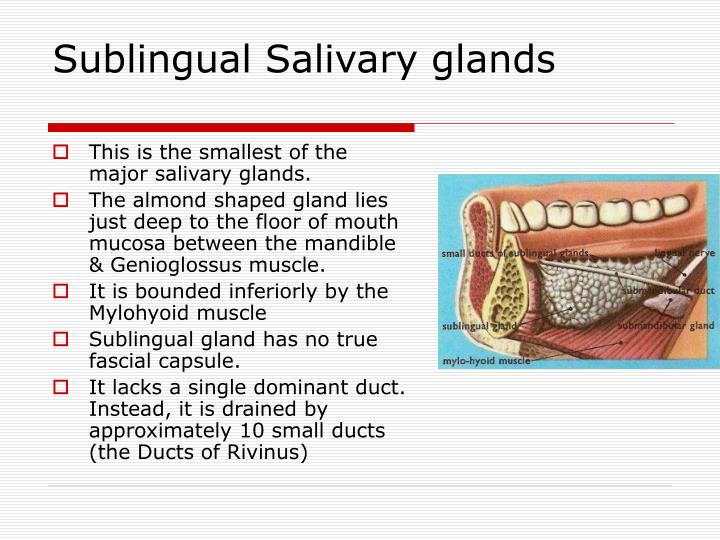 PPT - Salivary Glands Disorders PowerPoint Presentation - ID:734033