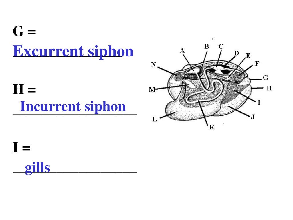 PPT - MOLLUSK PICTURE ID PowerPoint Presentation - ID:734060